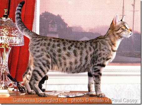 History of the California Spangled Cat – Michael Broad